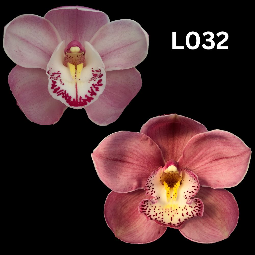 Seedling Flask L032 Cym (Barrita Mex 'Shapley' X Barrita Eminence 'Sup – Barrita Orchids