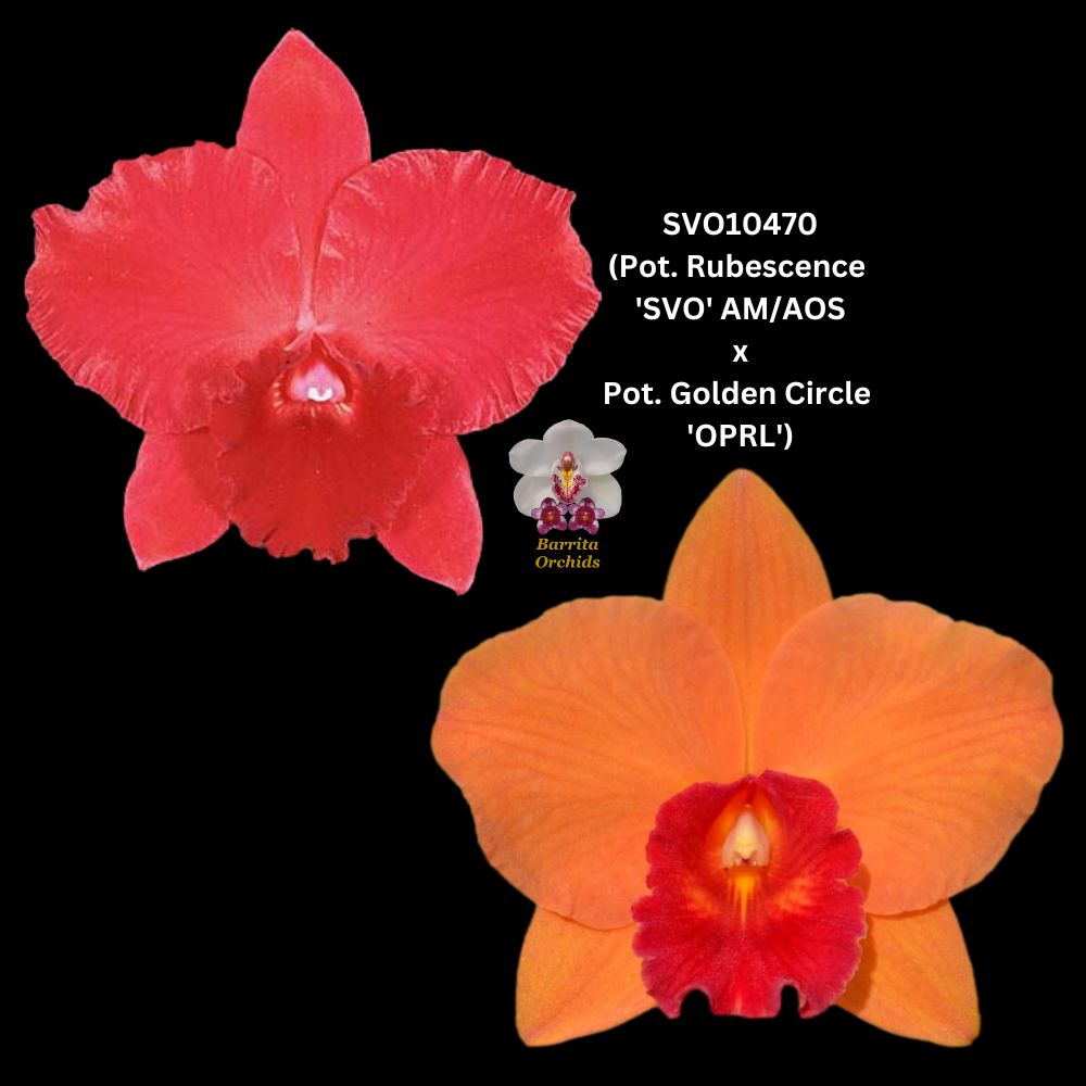 Cattleya Orchid Seedling Svo10470 Pot Rubescence Svo Amaos X Pot Barrita Orchids