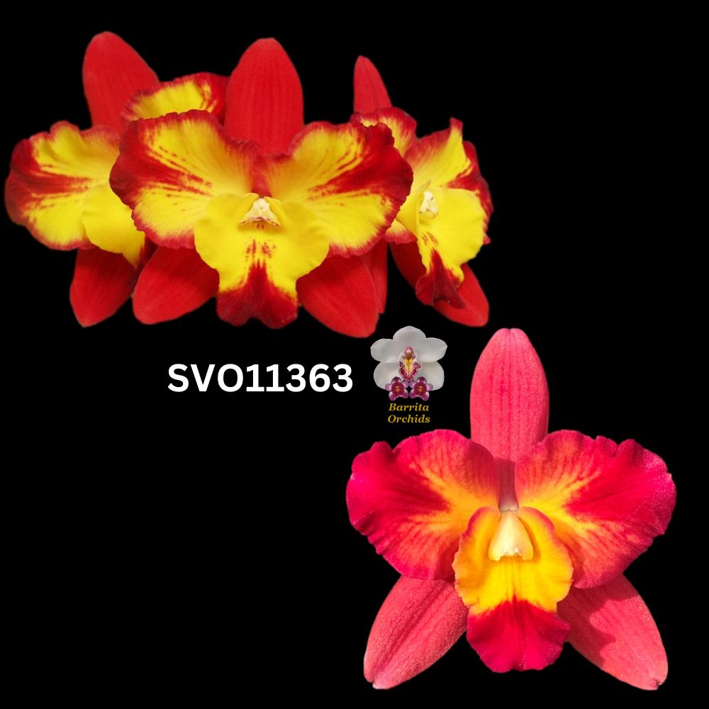 Cattleya Flask Svo11363 Slc Angels Fantasy Solar Flair Fccaos X Barrita Orchids
