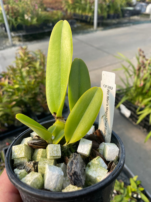 Cattleya clones in 100mm pots – Barrita Orchids