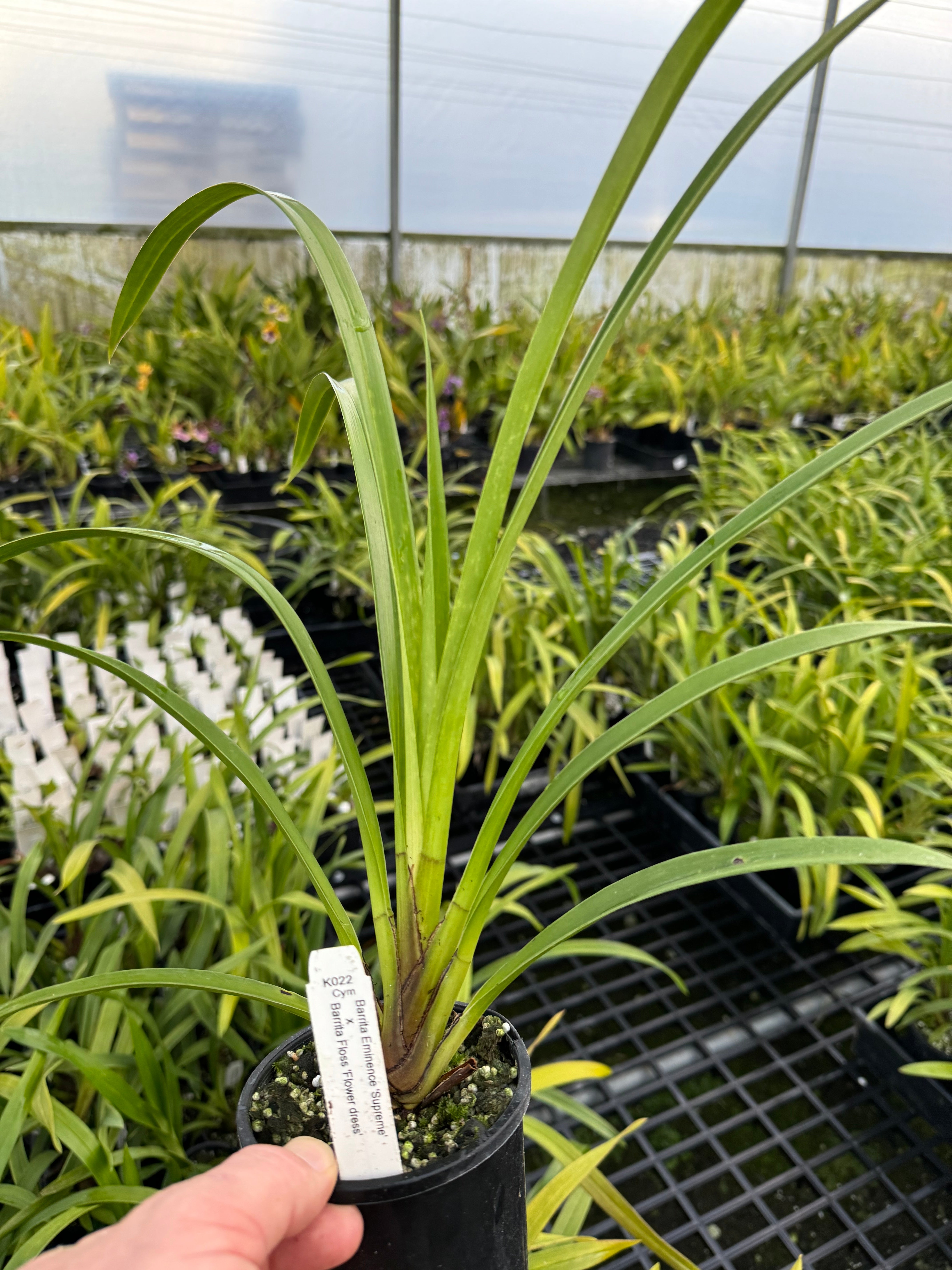 Cymbidium Seedlings in 100mm pots – Page – Barrita Orchids