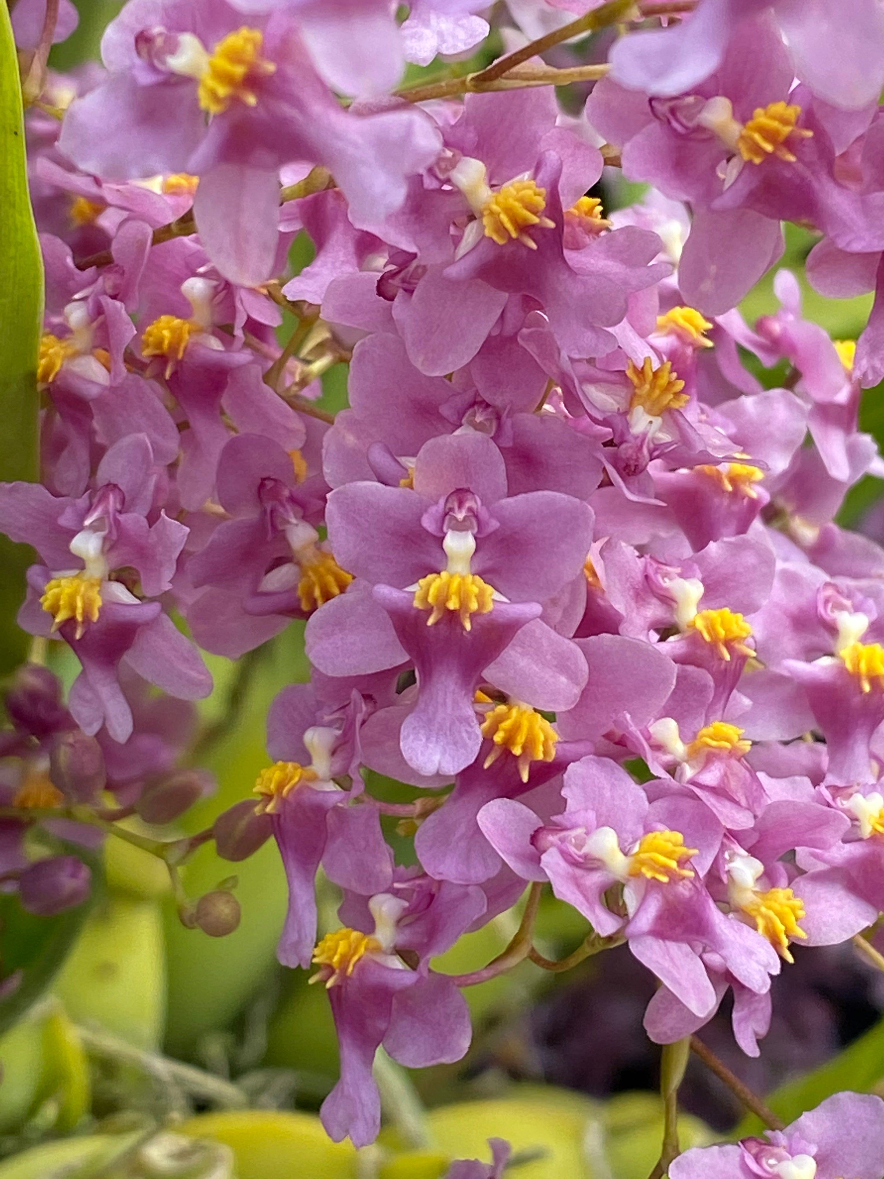 Species Orchids – Barrita Orchids