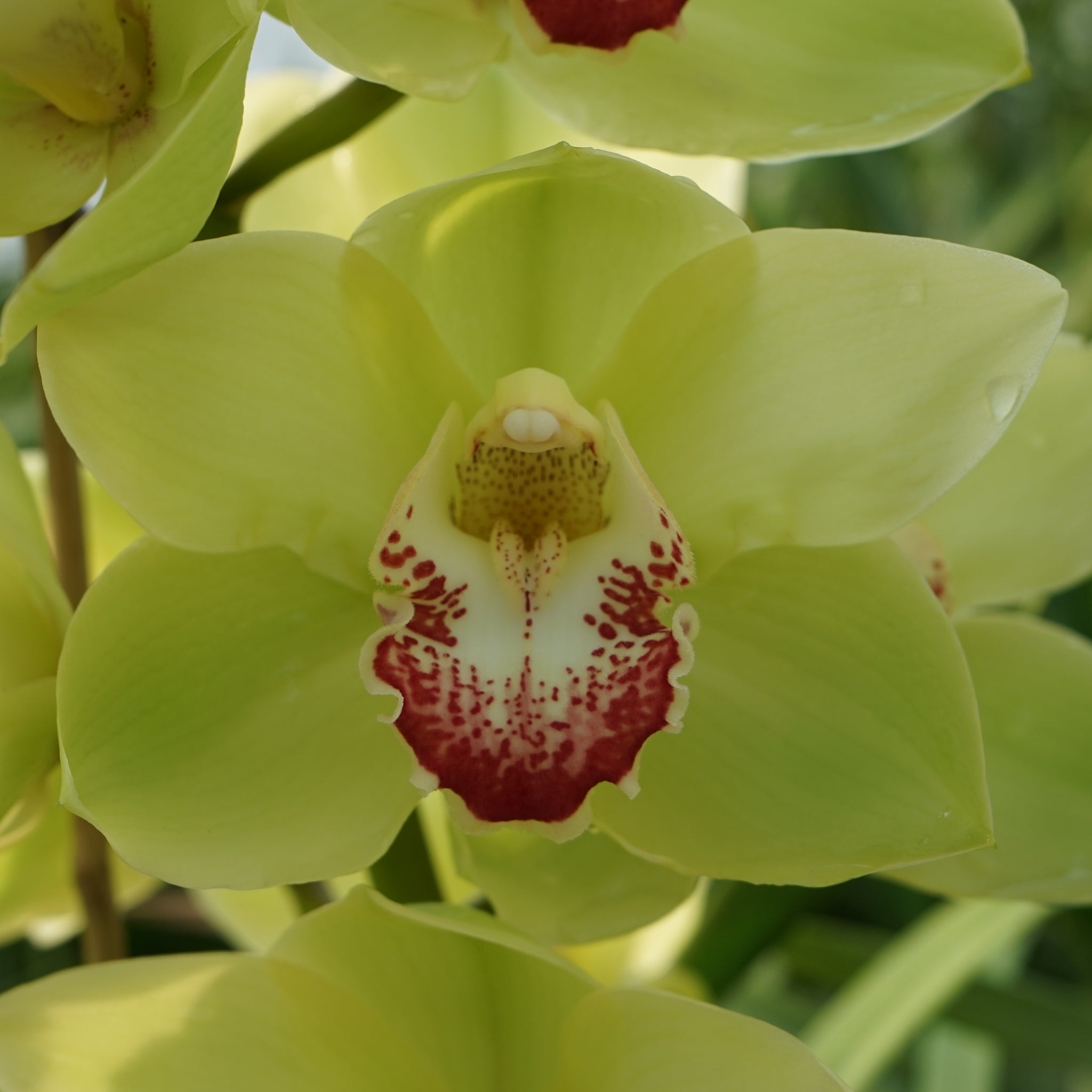 Cymbidium Clone Flask Barrita Cutlass ‘Chief’ – Barrita Orchids