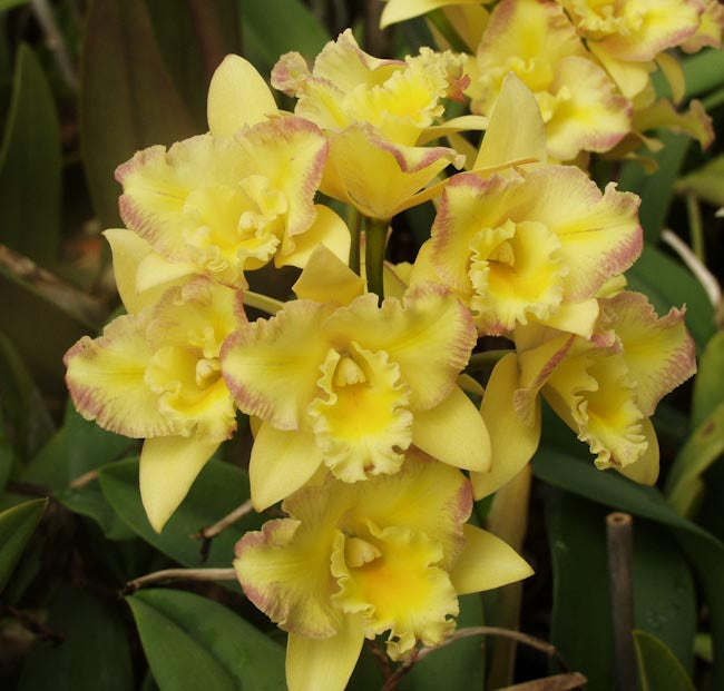 Cattleya Orchid Hybrid SVO11407 (Blc. Fordyce Fantasy 'Raspberry Delig ...