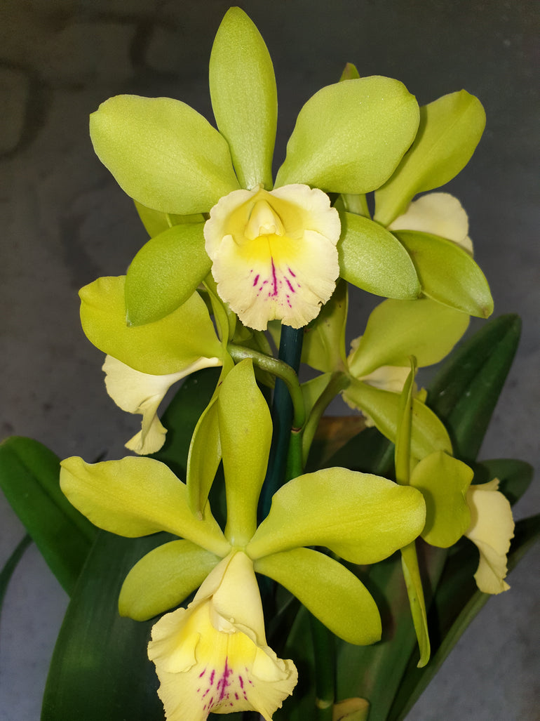 Products – Barrita Orchids