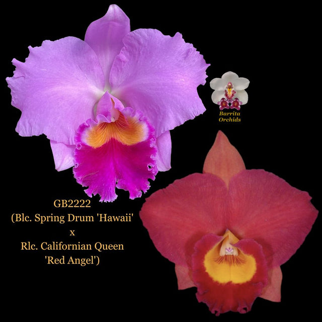 Cattleya Orchid Seedling GB2222 (Blc. Spring Drum 'Hawaii' x Rlc. Cali ...
