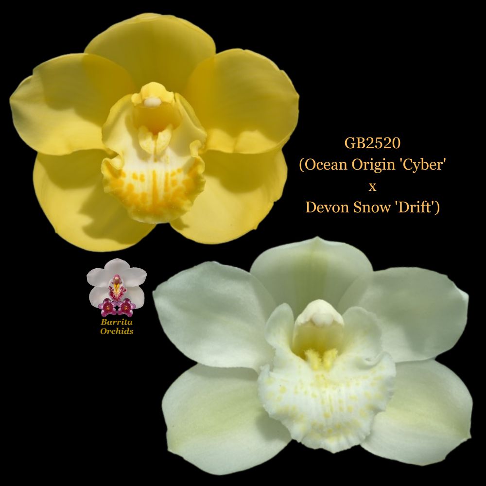 DEPOSIT for flasks of GB2520 (Ocean Origin 'Cyber' x Devon Snow 'Drift ...