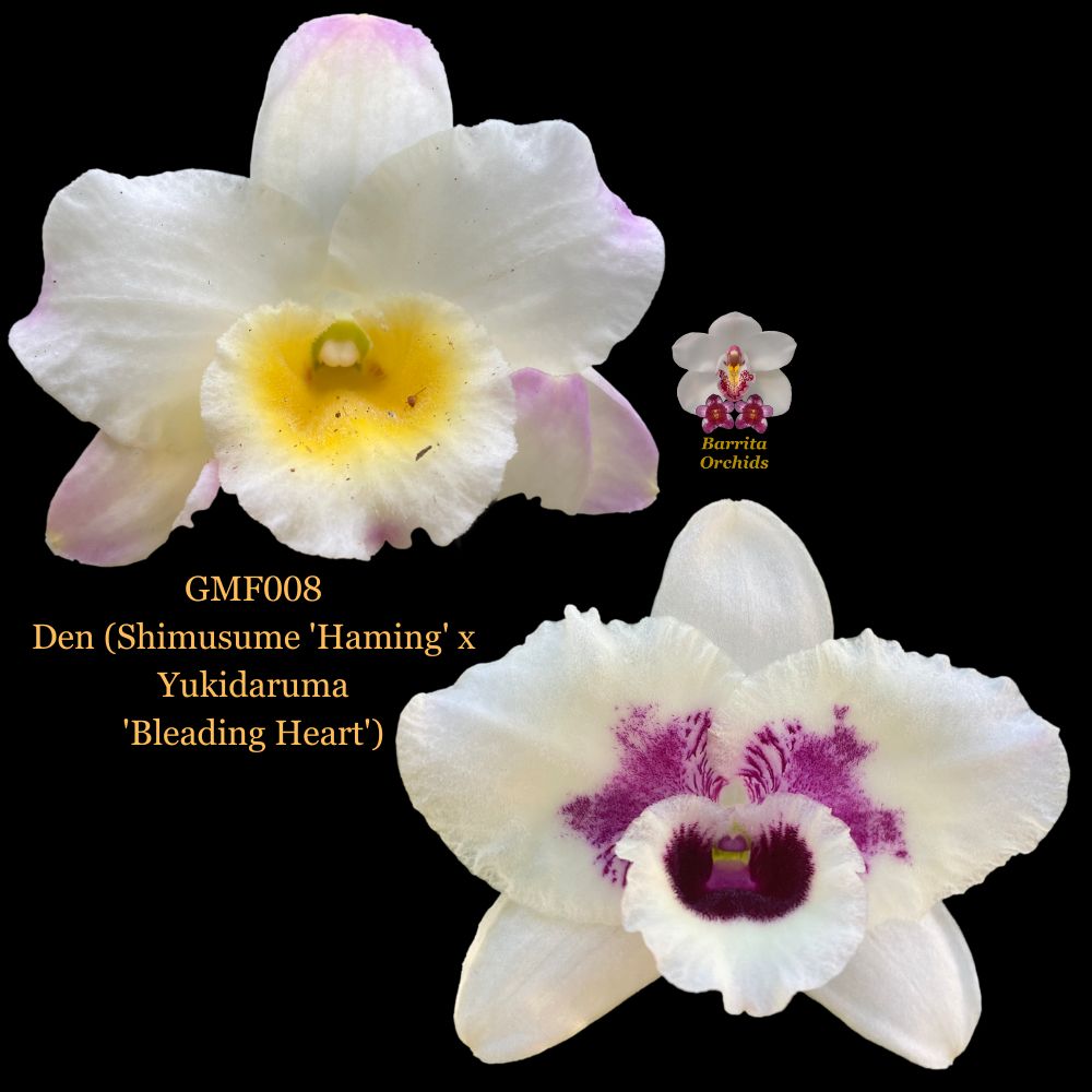 Soft-cane Dendrobium Orchid Seedling. GMF008 Den (Shimusume 'Haming' x ...