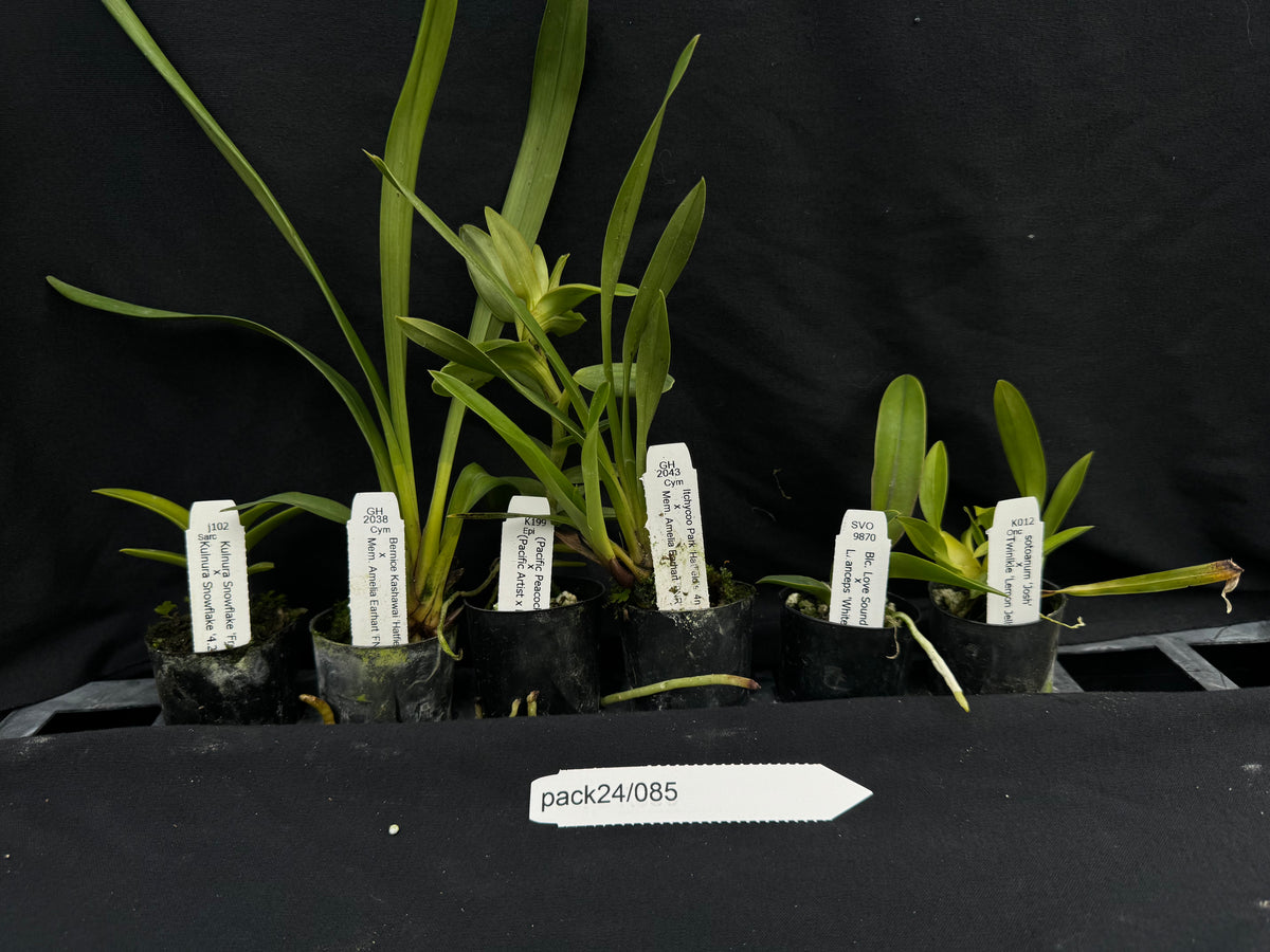 Orchid Seedling Pack24/085 – Barrita Orchids