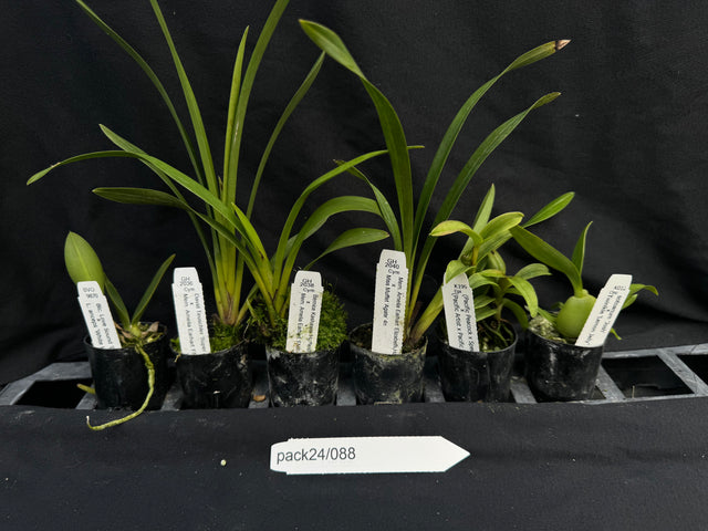 Orchid Seedling Pack24/088 – Barrita Orchids