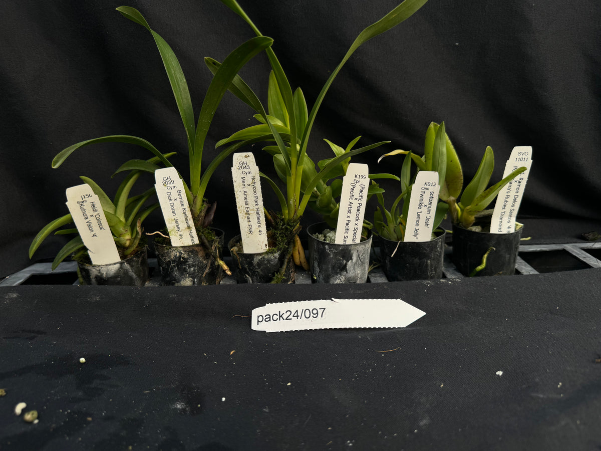 Orchid Seedling Pack24/097 – Barrita Orchids