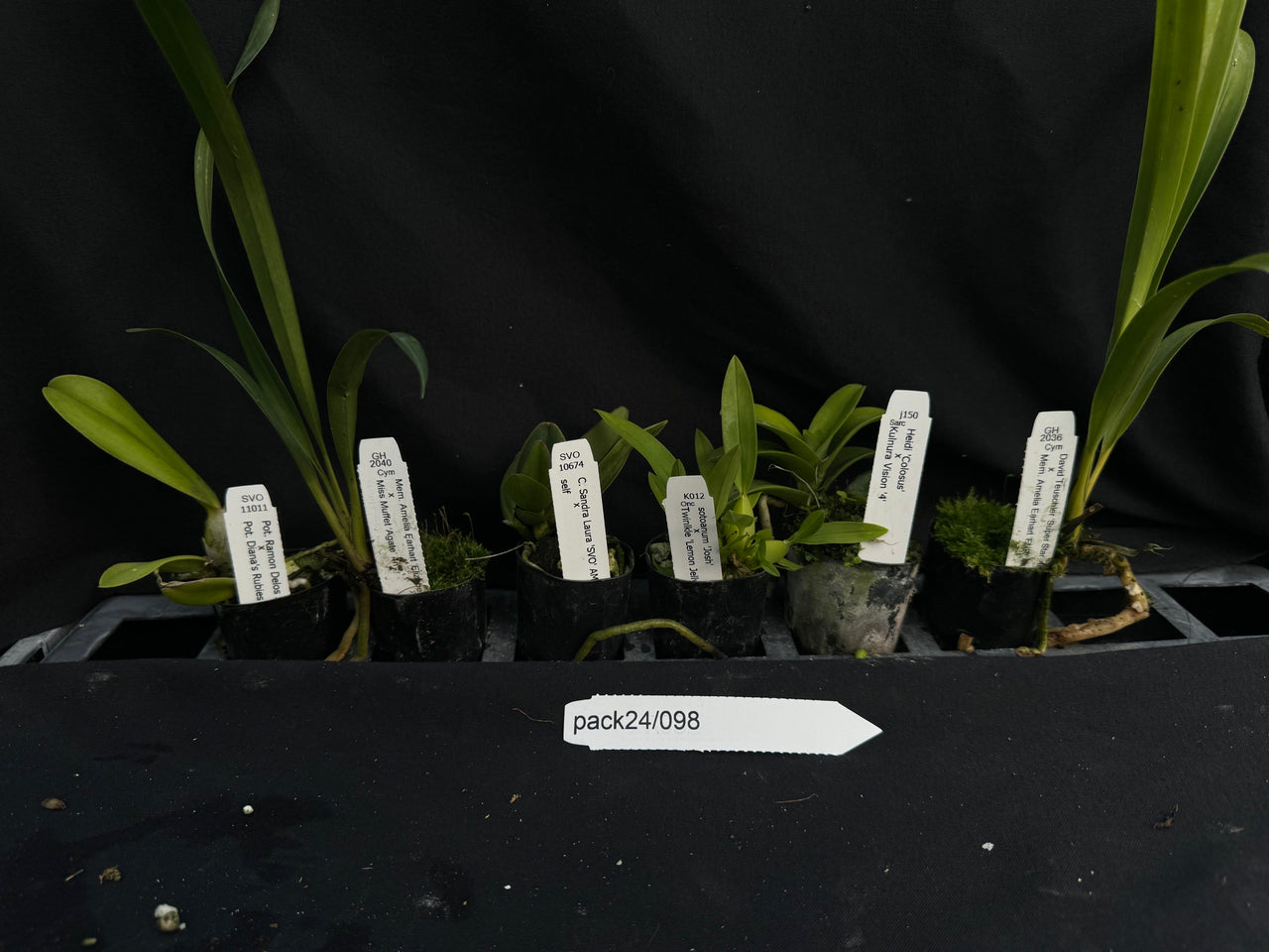 Orchid Seedling Pack24/098 – Barrita Orchids