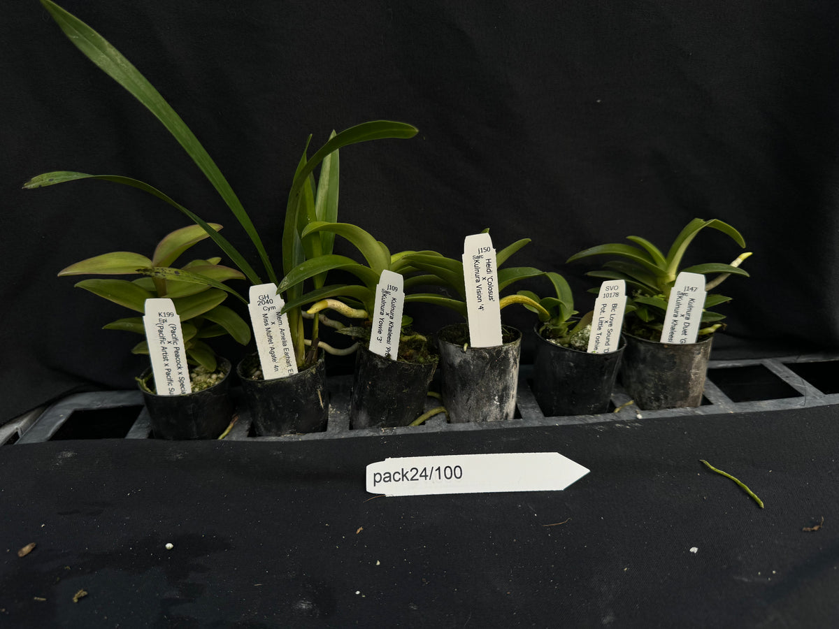 Orchid Seedling Pack24/100 – Barrita Orchids