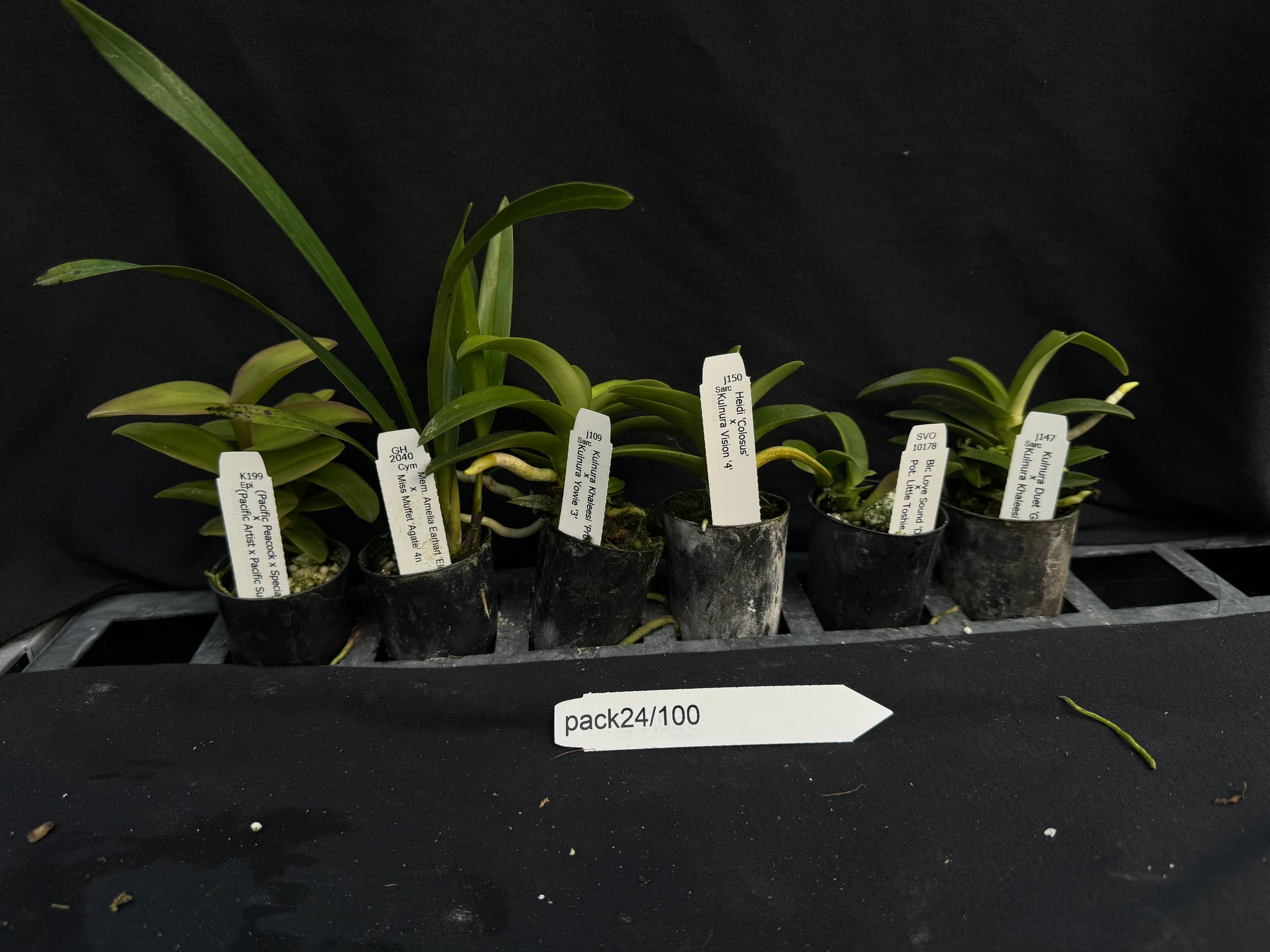 Orchid Seedling Pack24/100 – Barrita Orchids