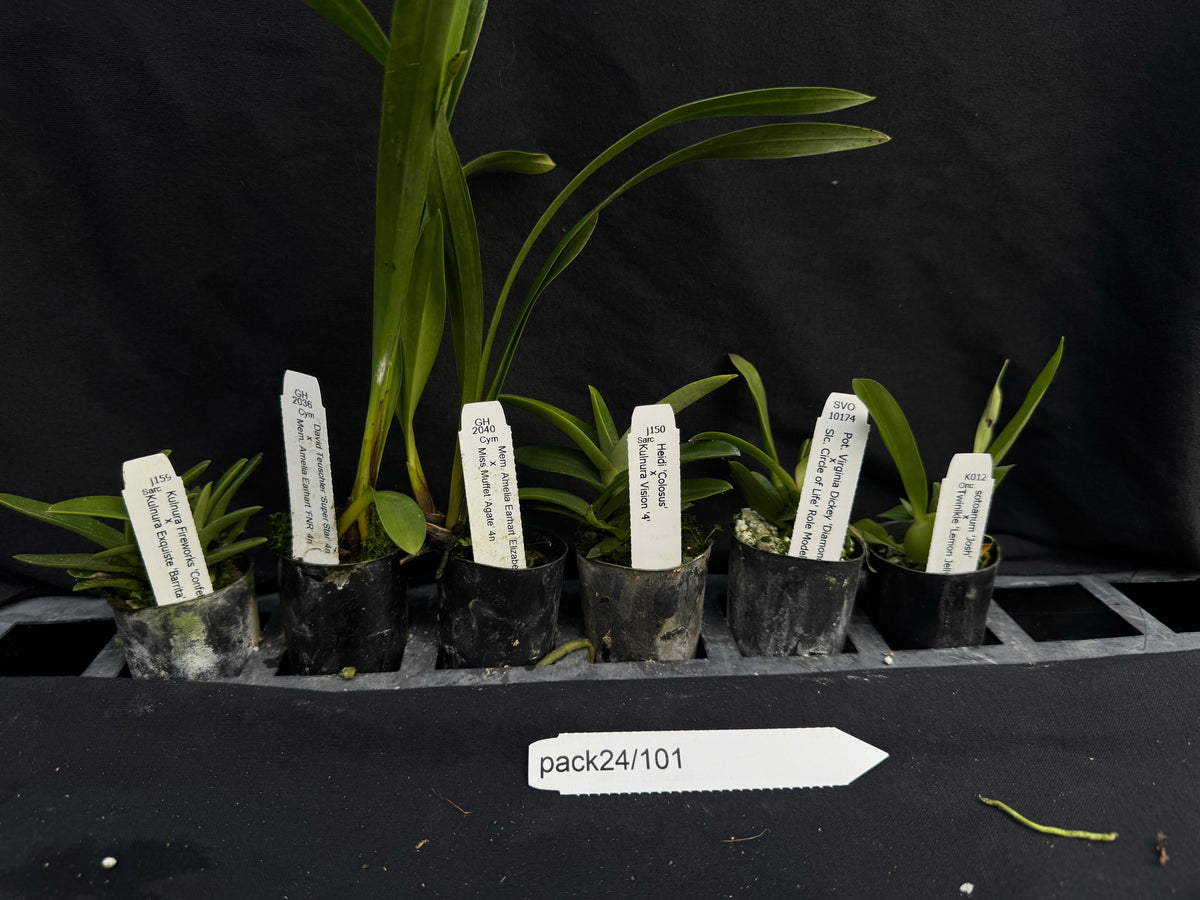 Orchid Seedling Pack24/101 – Barrita Orchids