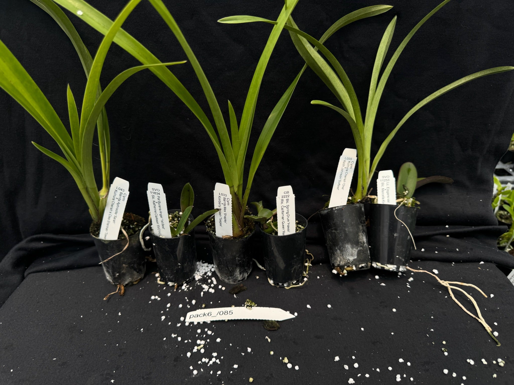 Orchid Seedling Pack6_/085 – Barrita Orchids