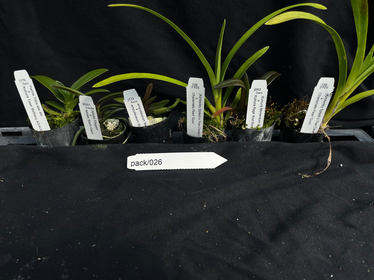 Orchid Seedling pack 026 – Barrita Orchids