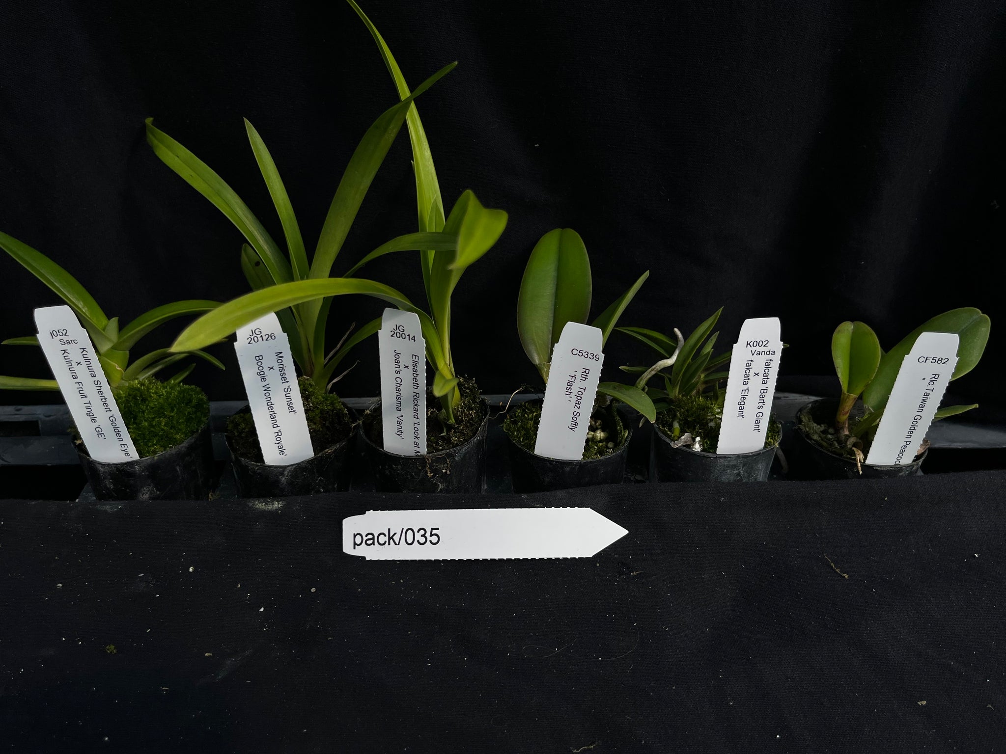 Orchid Seedling pack 035 – Barrita Orchids