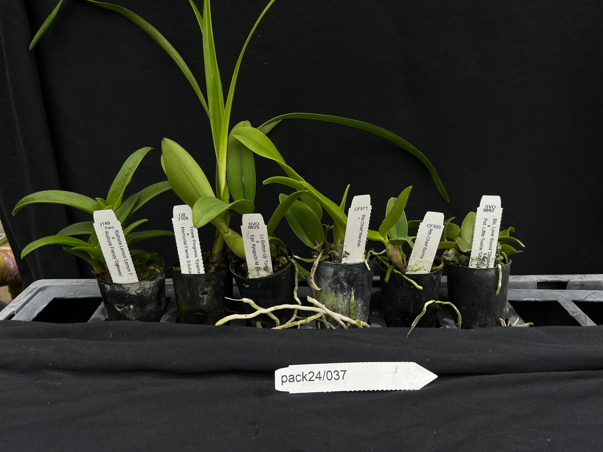 Orchid Seedling Pack24/037 – Barrita Orchids