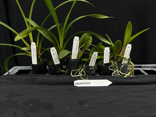 Orchid Seedling Pack24/043 – Barrita Orchids
