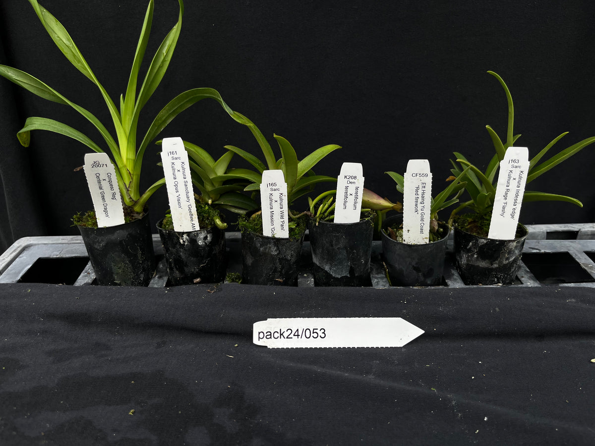 Orchid Seedling Pack24/053 – Barrita Orchids