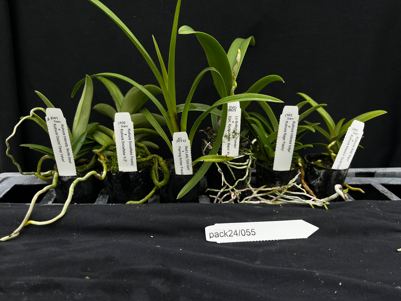 Orchid Seedling Pack24/055 – Barrita Orchids