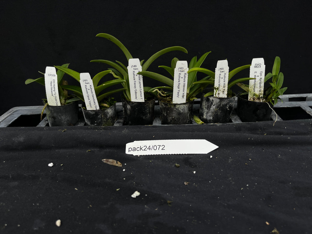 Orchid Seedling Pack24/072 – Barrita Orchids