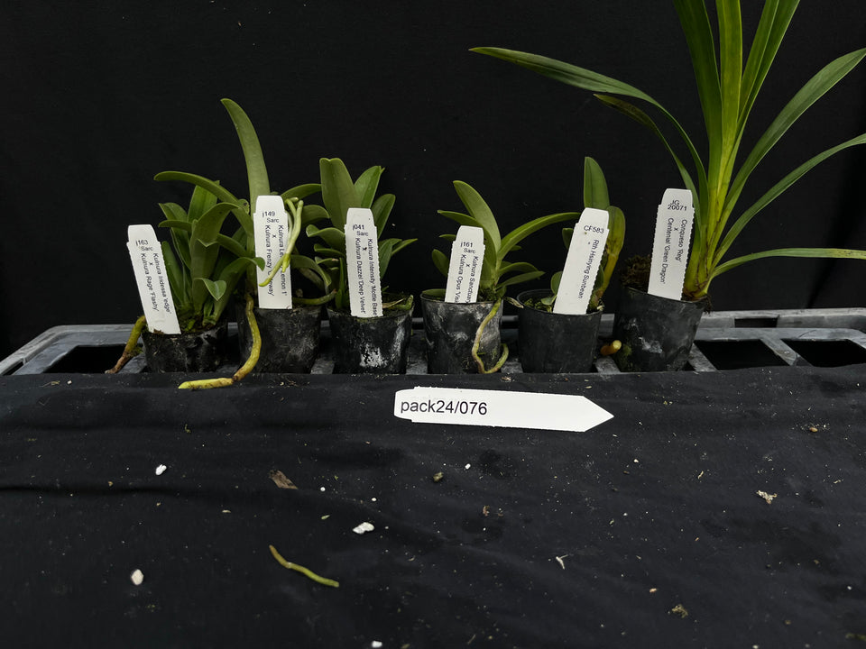 Orchid Seedling Pack24/076 – Barrita Orchids