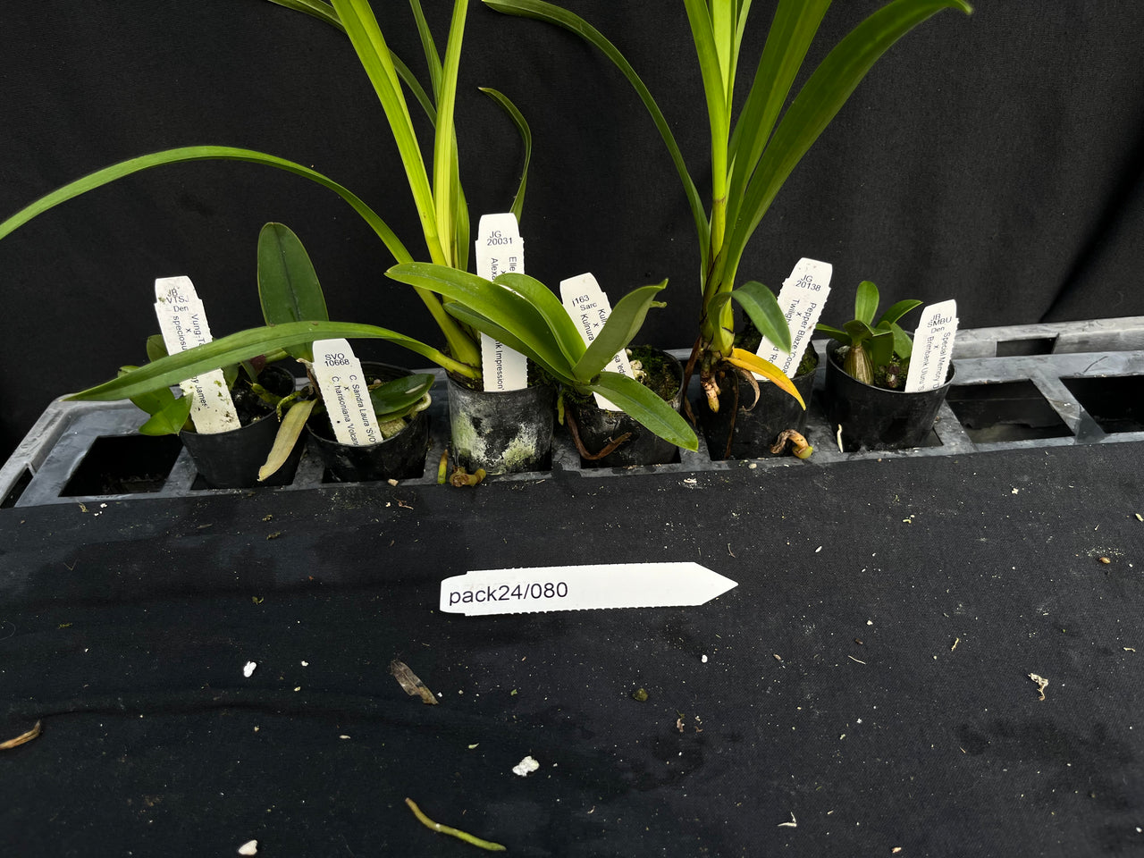 Orchid Seedling Pack24/080 – Barrita Orchids