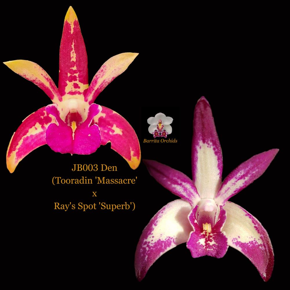 Dendrobium Orchid Seedling. JB003 (Tooradin 'Massacre' x Ray's Spot 'S ...