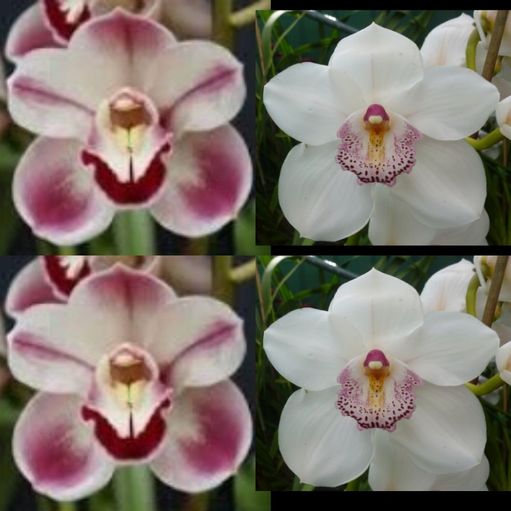 Cymbidium Seedling JG20118 Kimberley Splash 'TP' x Mighty Angel 'Lisa ...