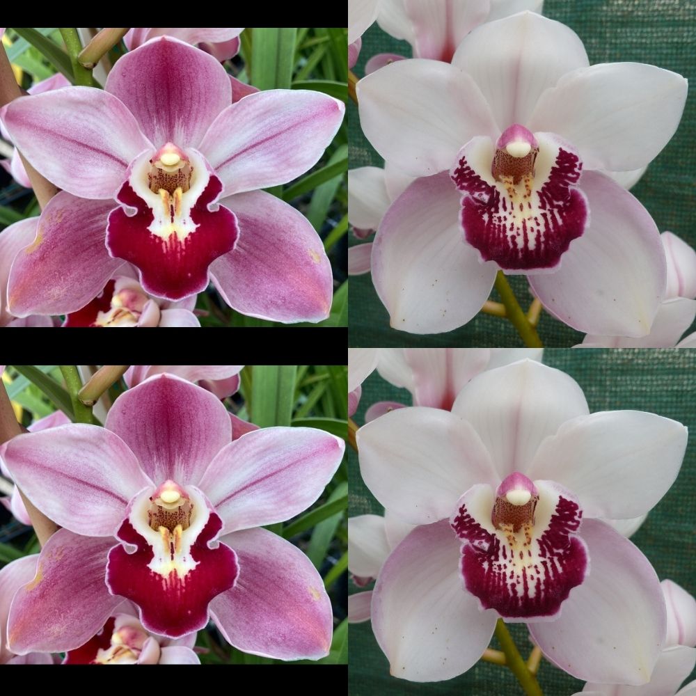 Cymbidium Seedling JG20119 Flaming Joy 'Stars & bars' x Elle Ronis 'Re ...