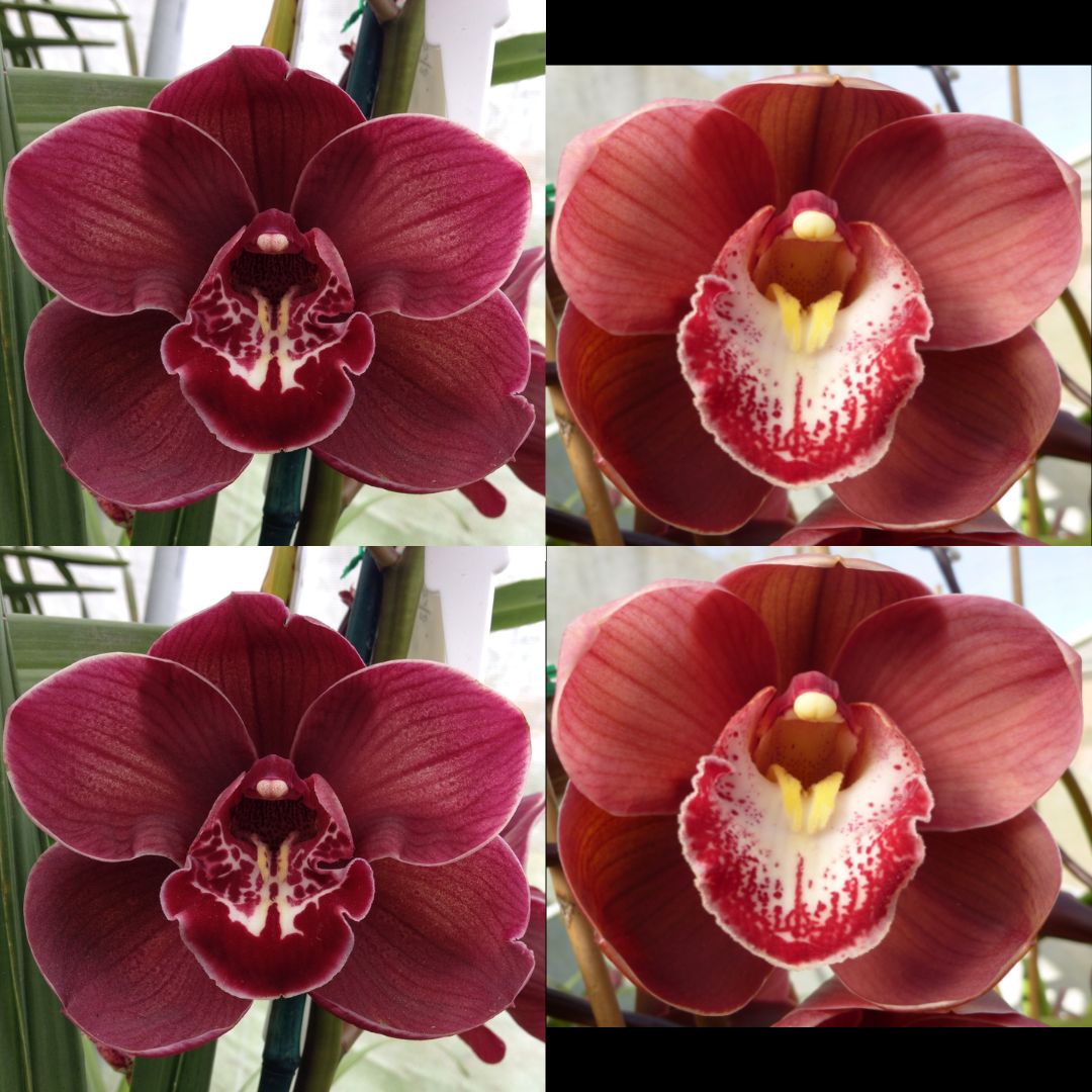 Seedling Flask Cym. JG21123 (Flaming Comet 'Dark Matter' X Lunar High ...