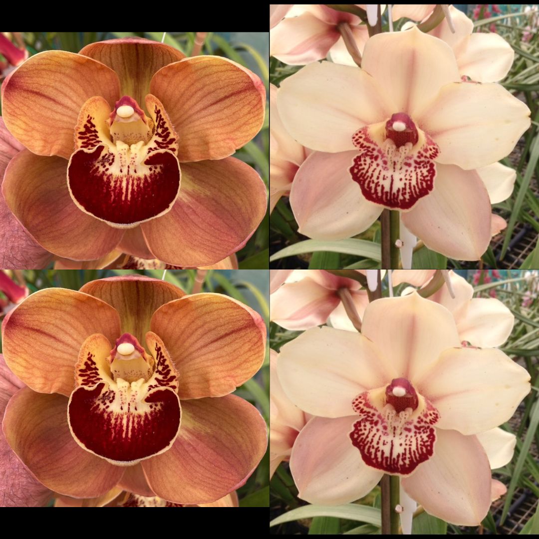 Seedling Flask Cym. JG21164 (Flaming Joy 'TP’s Big Orange' X Kimberley ...