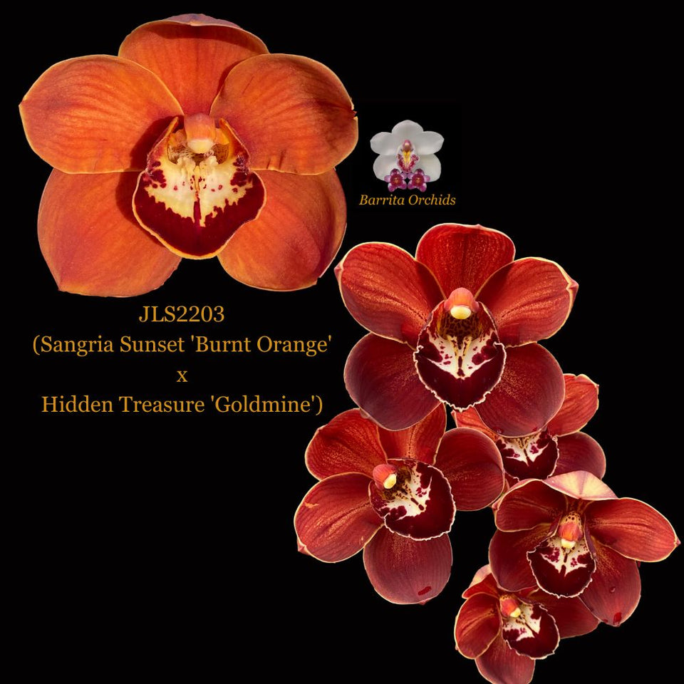 Cymbidium Seedling JLS2203 (Sangria Sunset 'Burnt Orange' x Hidden Tre ...