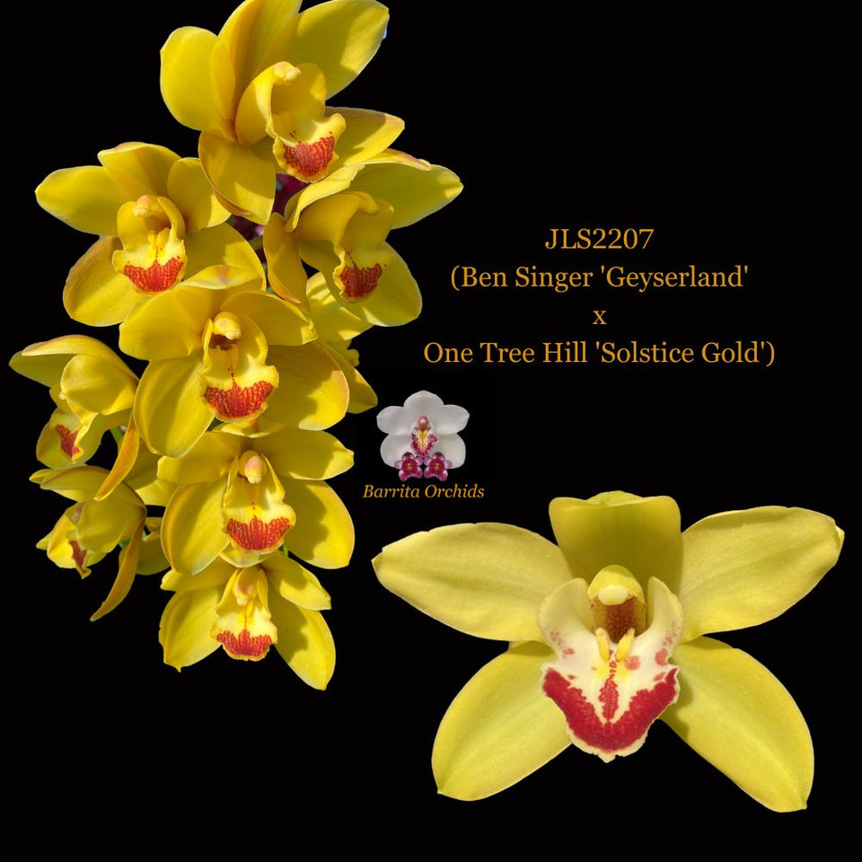 Cymbidium Seedling JLS2207 (Ben Singer 'Geyserland' x One Tree Hill 'S ...