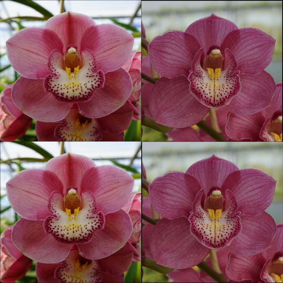 Cymbidium Seedling K022 (Barrita Eminence 'Supreme' x Barrita Floss 'F ...