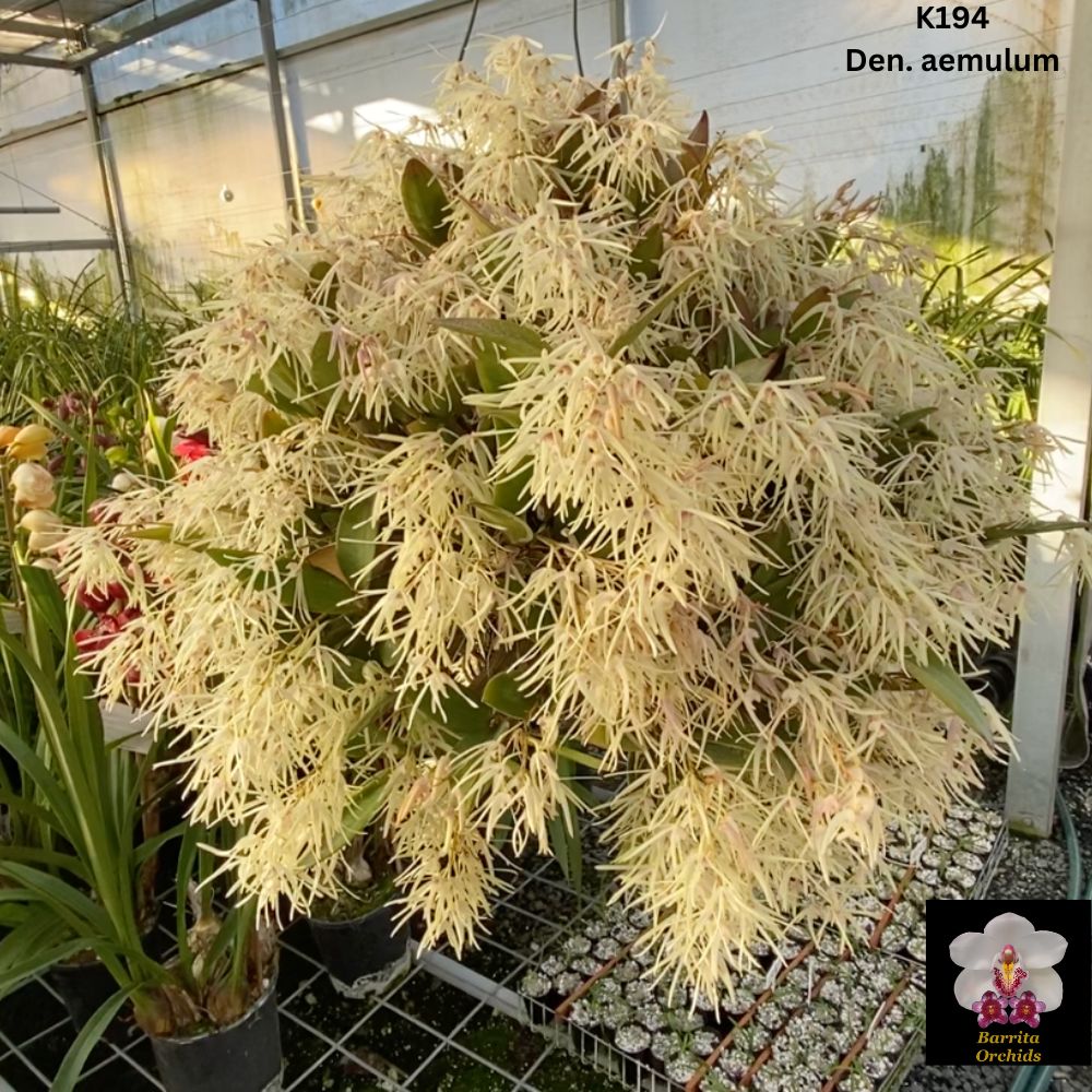 Dendrobium Orchid Species. K194 Den. aemulum x self – Barrita Orchids