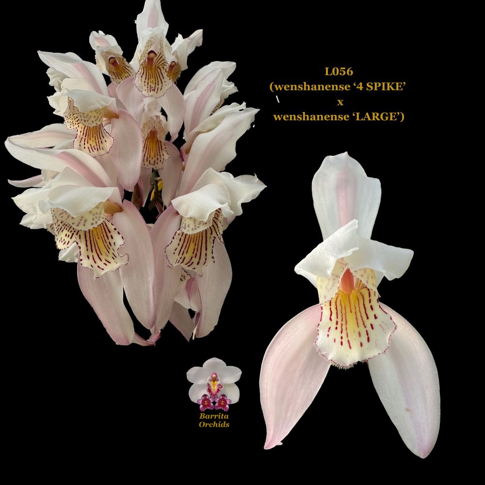 Cymbidium Species Seedling L056 (wenshanense '4 SPIKE' x wenshanense ' – Barrita Orchids