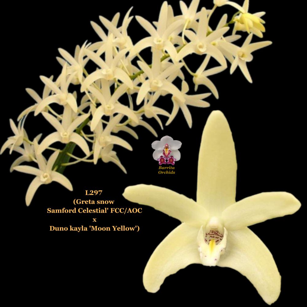 100mm Dendrobium Orchid Seedling. L297 (Greta Snow 'Samford Celestial ...