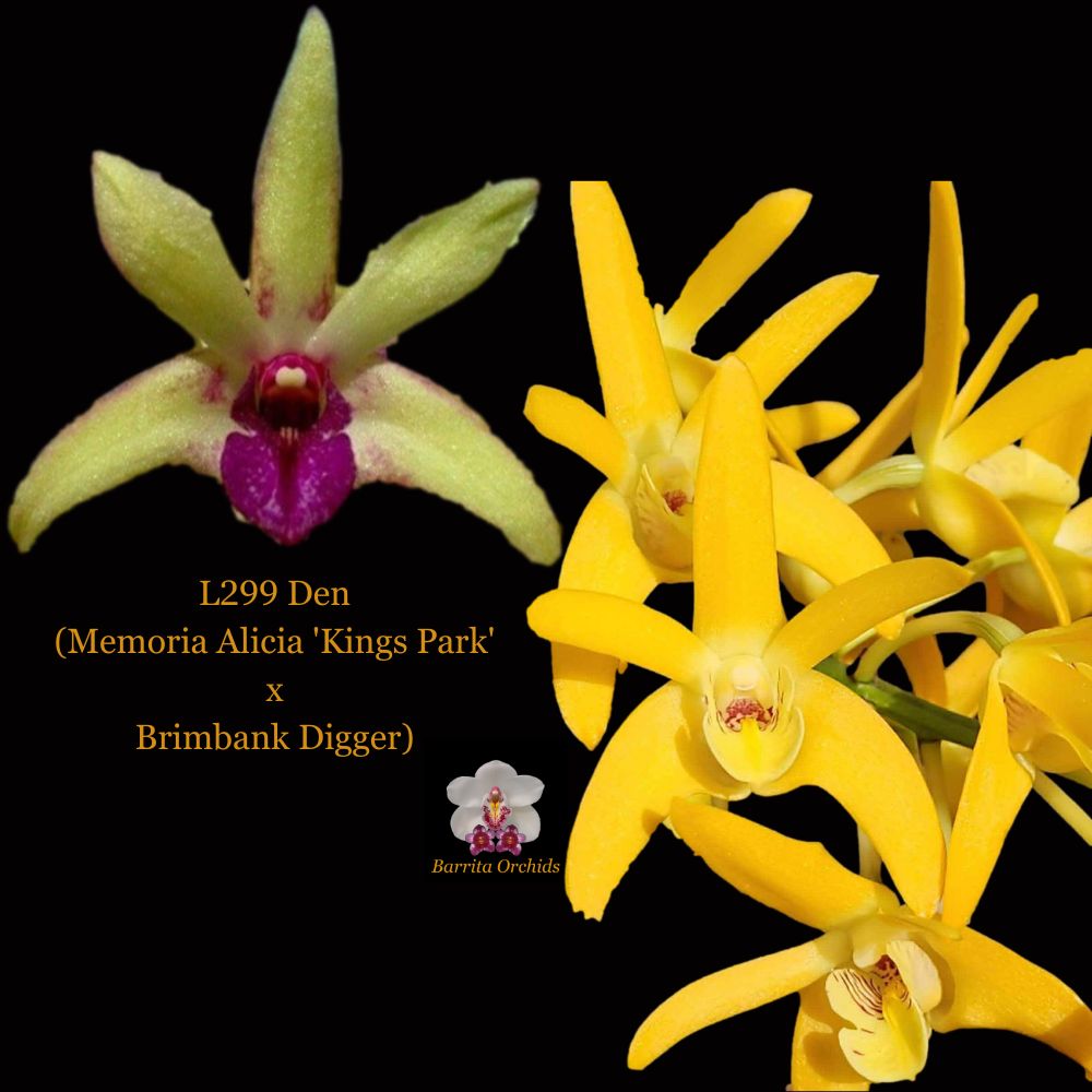 Dendrobium Orchid Seedling. L299 (Memoria Alicia 'Kings Park' x Brimba ...