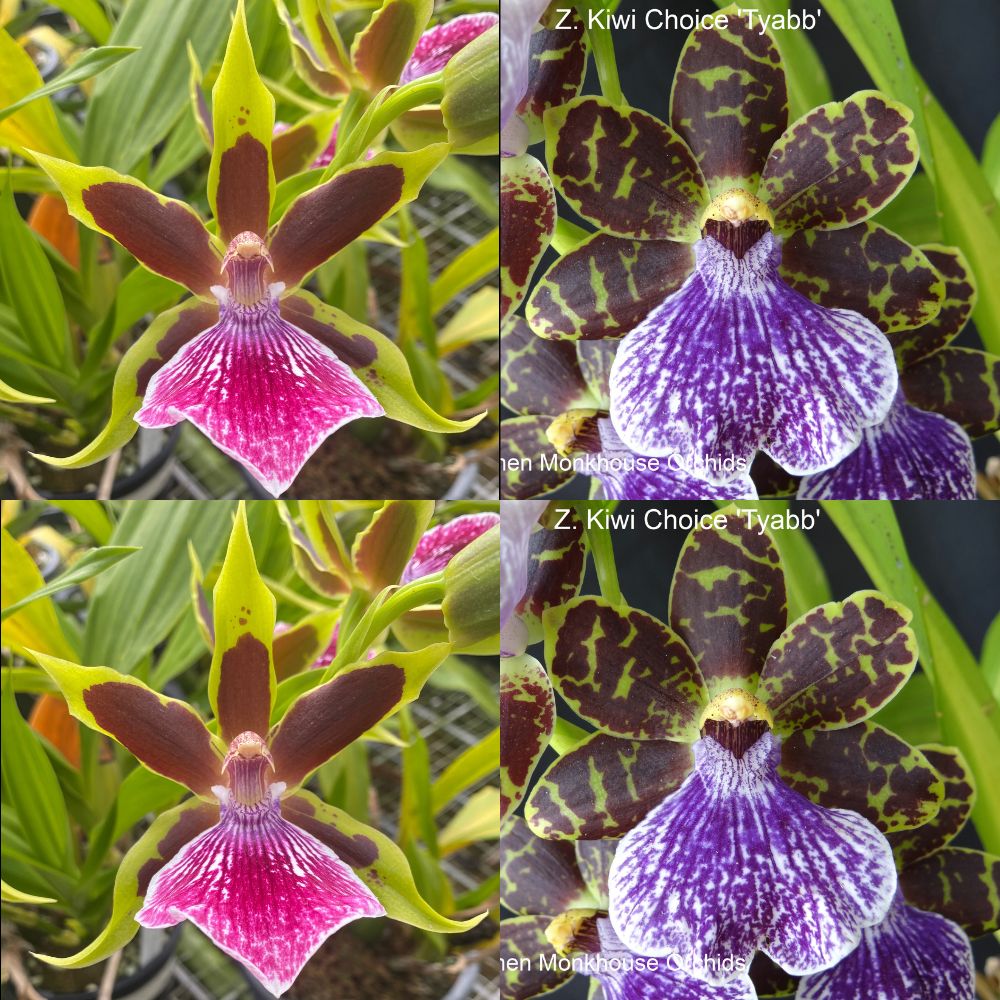 Zygopetalum Orchid L318 (Gptm. Arlene Armour 'Conching' x Z. Kiwi Choi ...