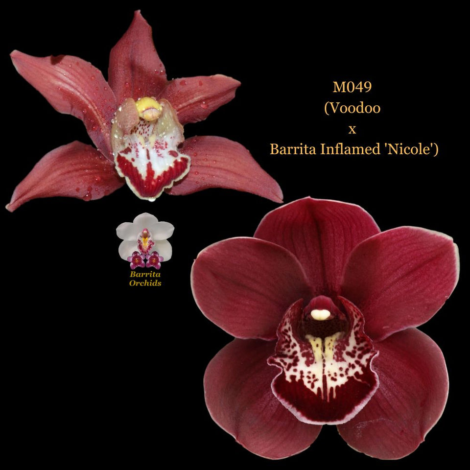 Cymbidium Seedling M049 (Voodoo x Barrita Inflamed 'Nicole') – Barrita ...