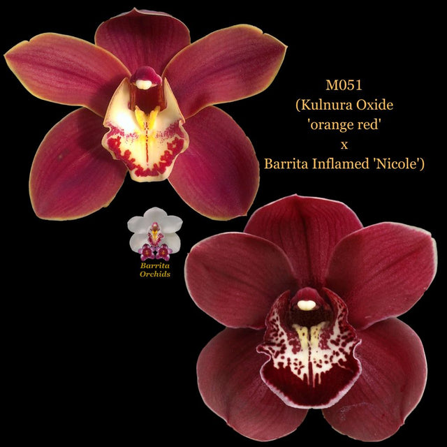 Cymbidium Seedling M051 (Kulnura Oxide 'orange red' x Barrita Inflamed ...