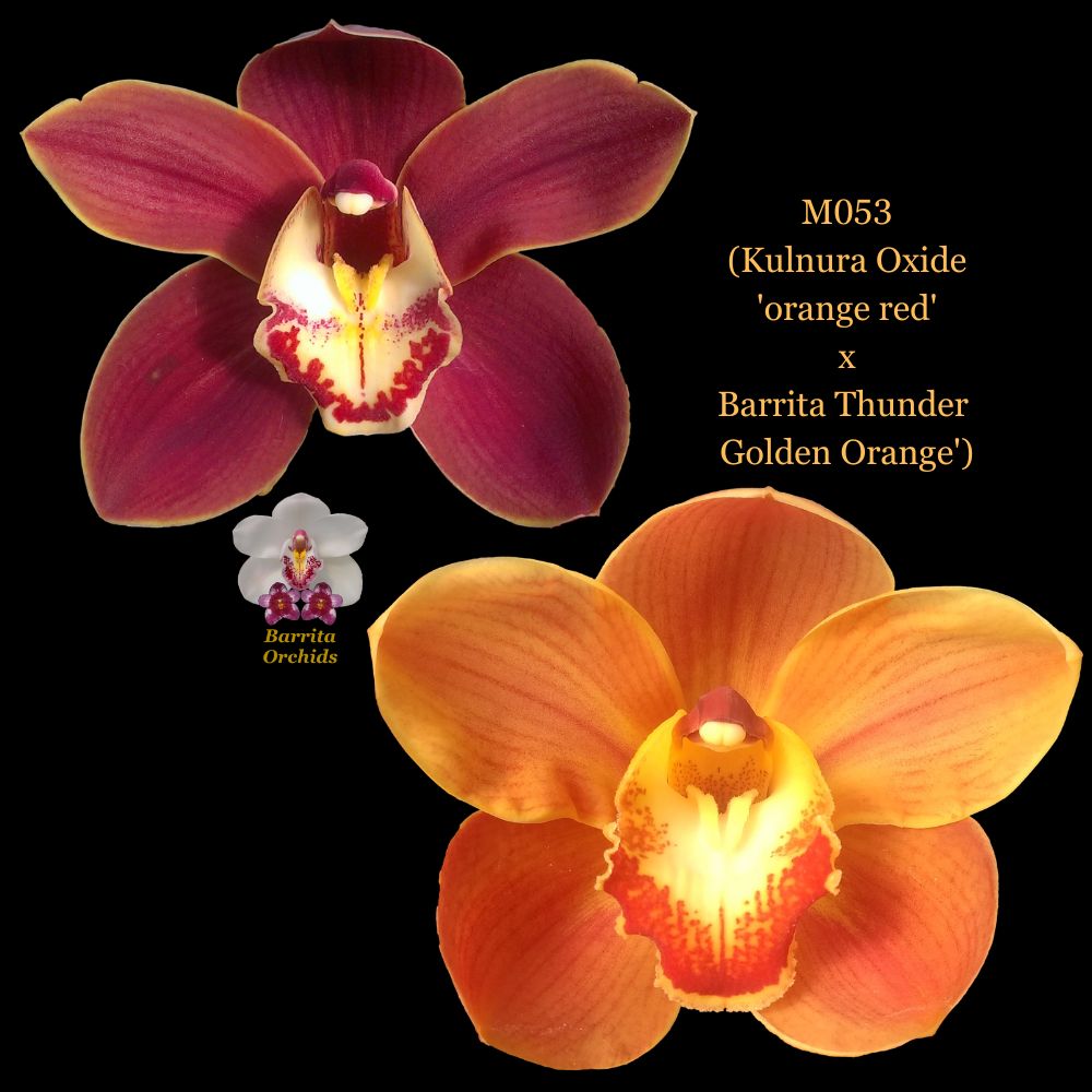 Cymbidium Seedling M053 (Kulnura Oxide 'orange red' x Barrita Thunder ...