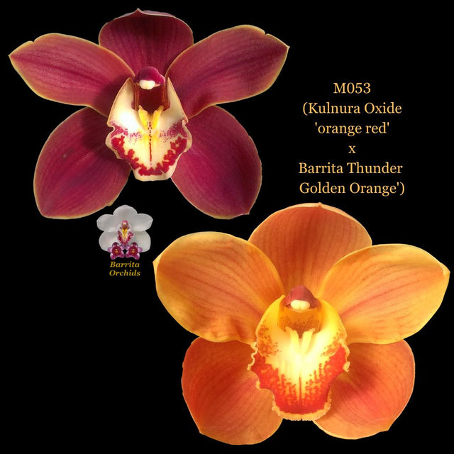 Cymbidium Seedling M053 (Kulnura Oxide 'orange red' x Barrita Thunder ...
