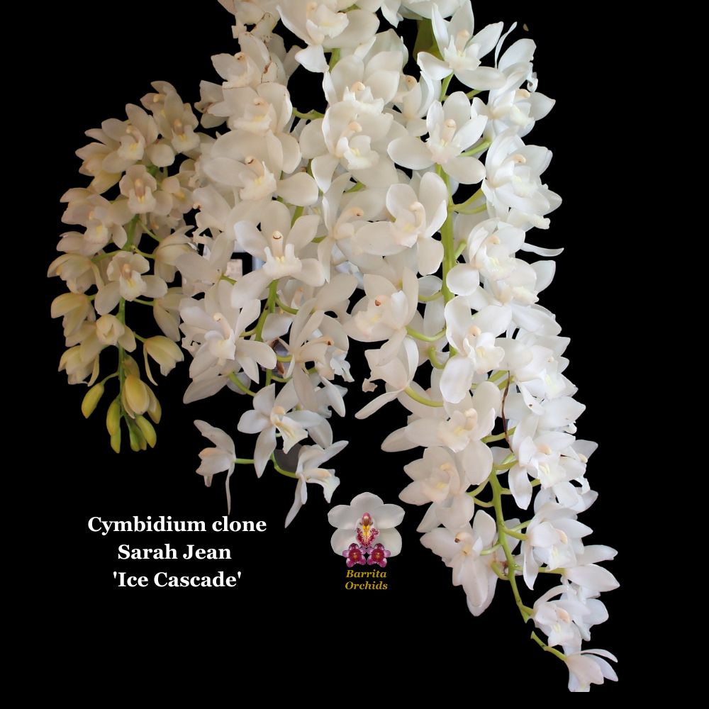 Cymbidium Orchid Clone tube Sarah Jean 'Ice Cascade' – Barrita Orchids
