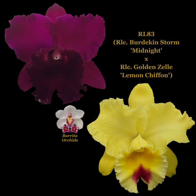 Cattleya Orchid Seedling RL83 (Rlc. Burdekin Storm 'Midnight' x Rlc. G ...