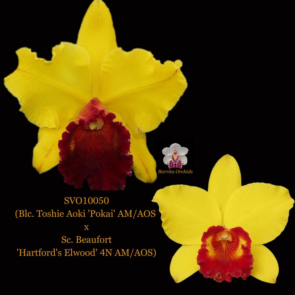 Cattleya Orchid Hybrid SVO10050 (Blc. Toshie Aoki 'Pokai' AM/AOS x Sc ...