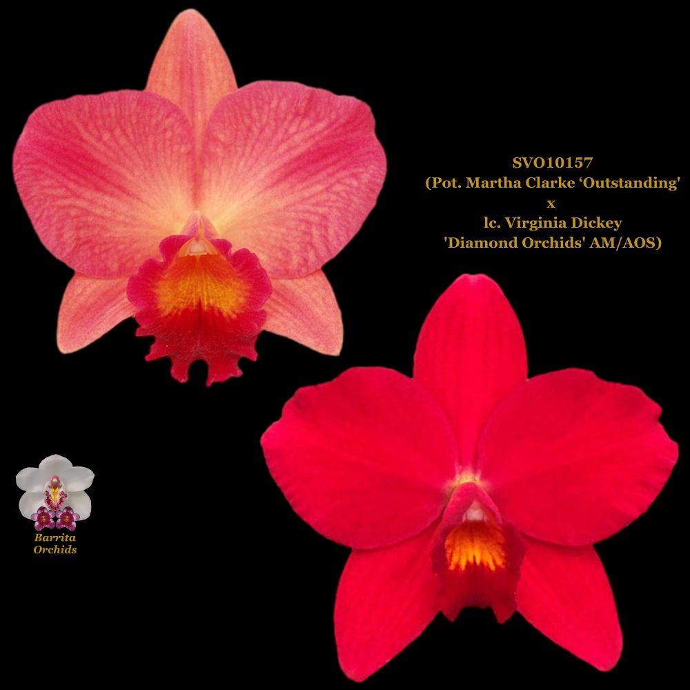 Cattleya Orchid SVO10157 (Pot. Martha Clarke Outstanding' x Slc. Virgi ...